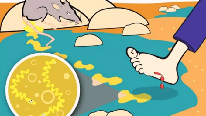 CPS creates awareness about leptospirosis