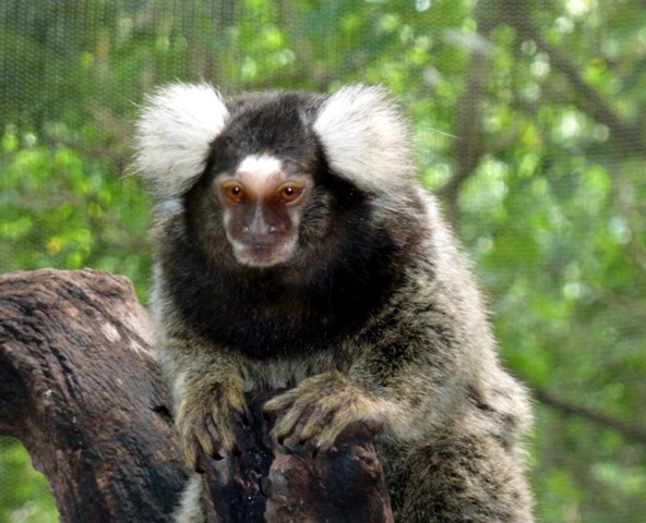 Nature Foundation to conduct research into Exotic Animals on St. Maarten